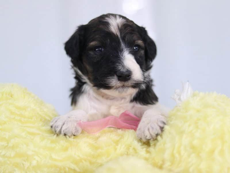 Stacy - Female Puppy | Cumberland Kennels, LLC