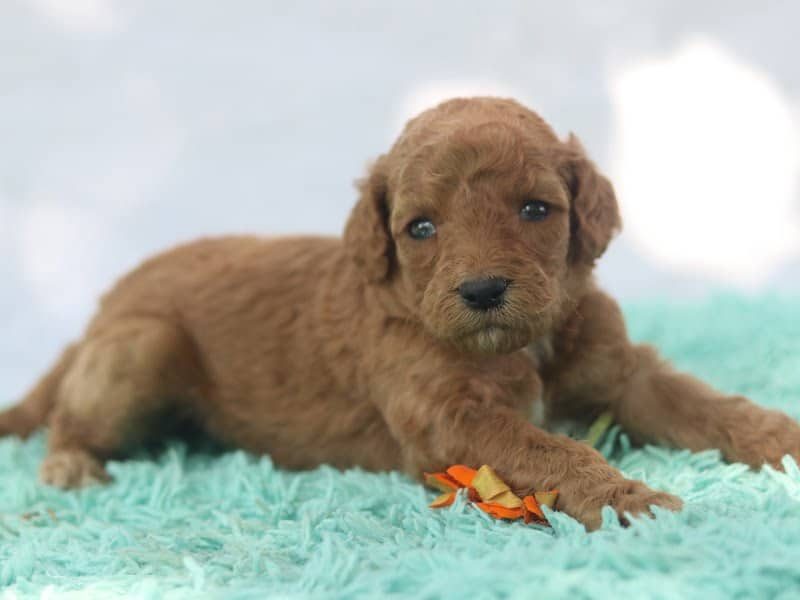 Adalyn - Apricot Female Puppy | Cumberland Kennels, LLC